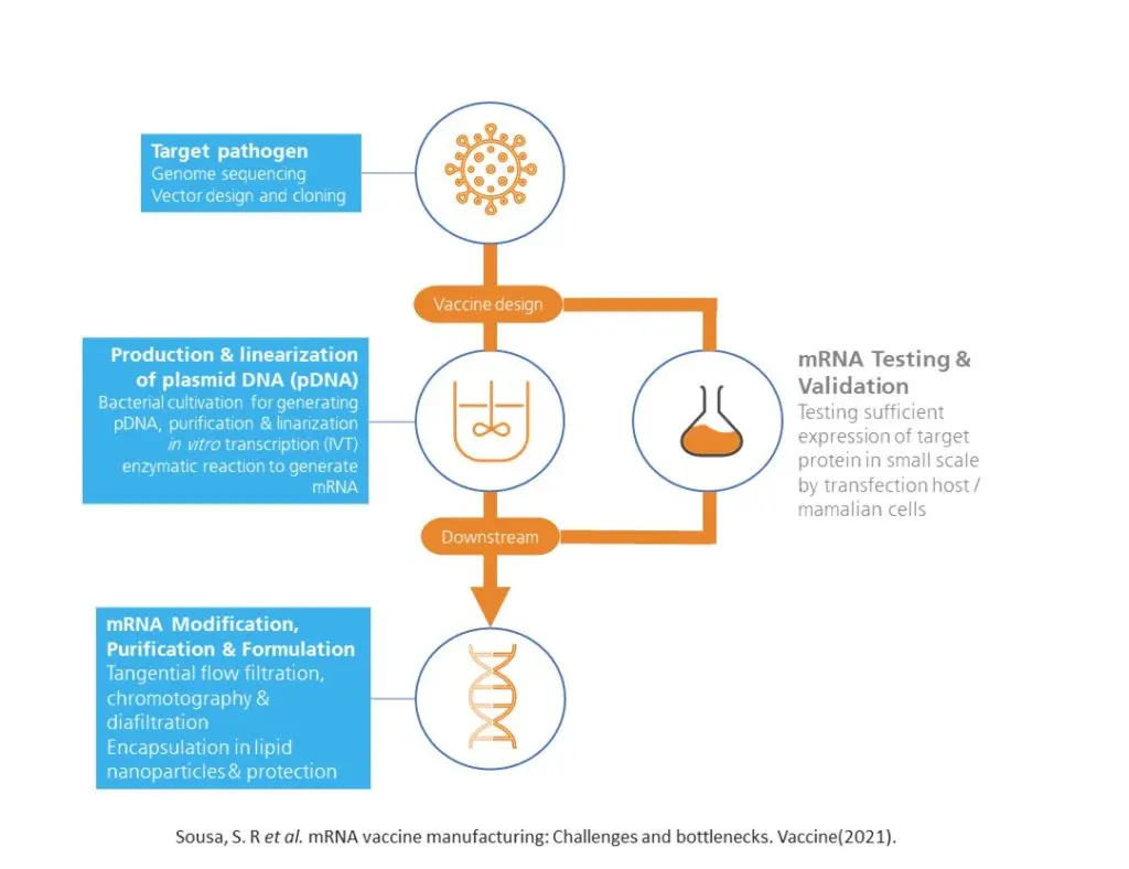 mRNA technology: How a platform is revolutionizing the ...