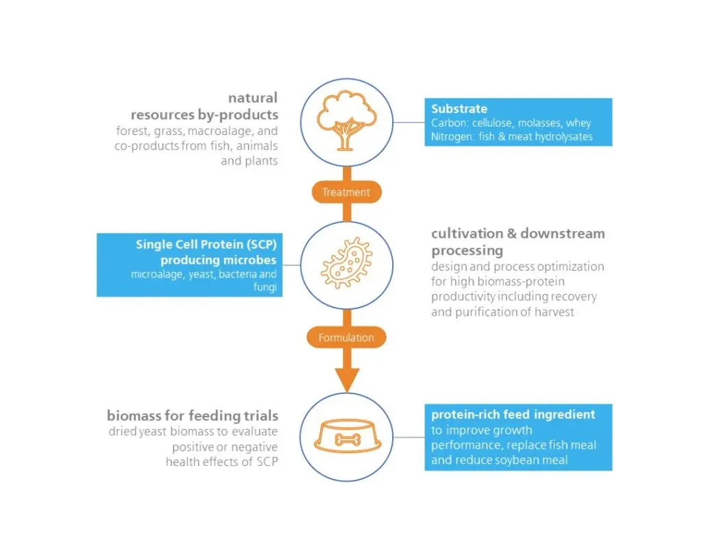 Single cell protein (SCP) production from industrial by-products using ...